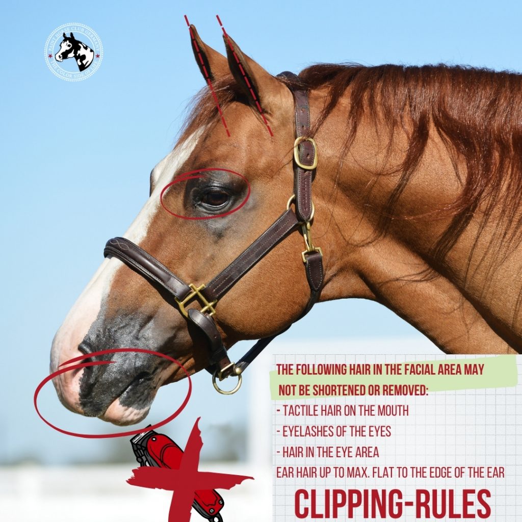 Important: clipping rules – Euro Paint